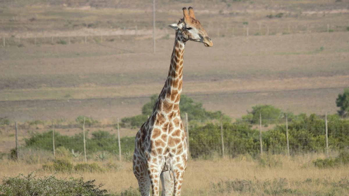 Game Drives - Bergsig Game Farm